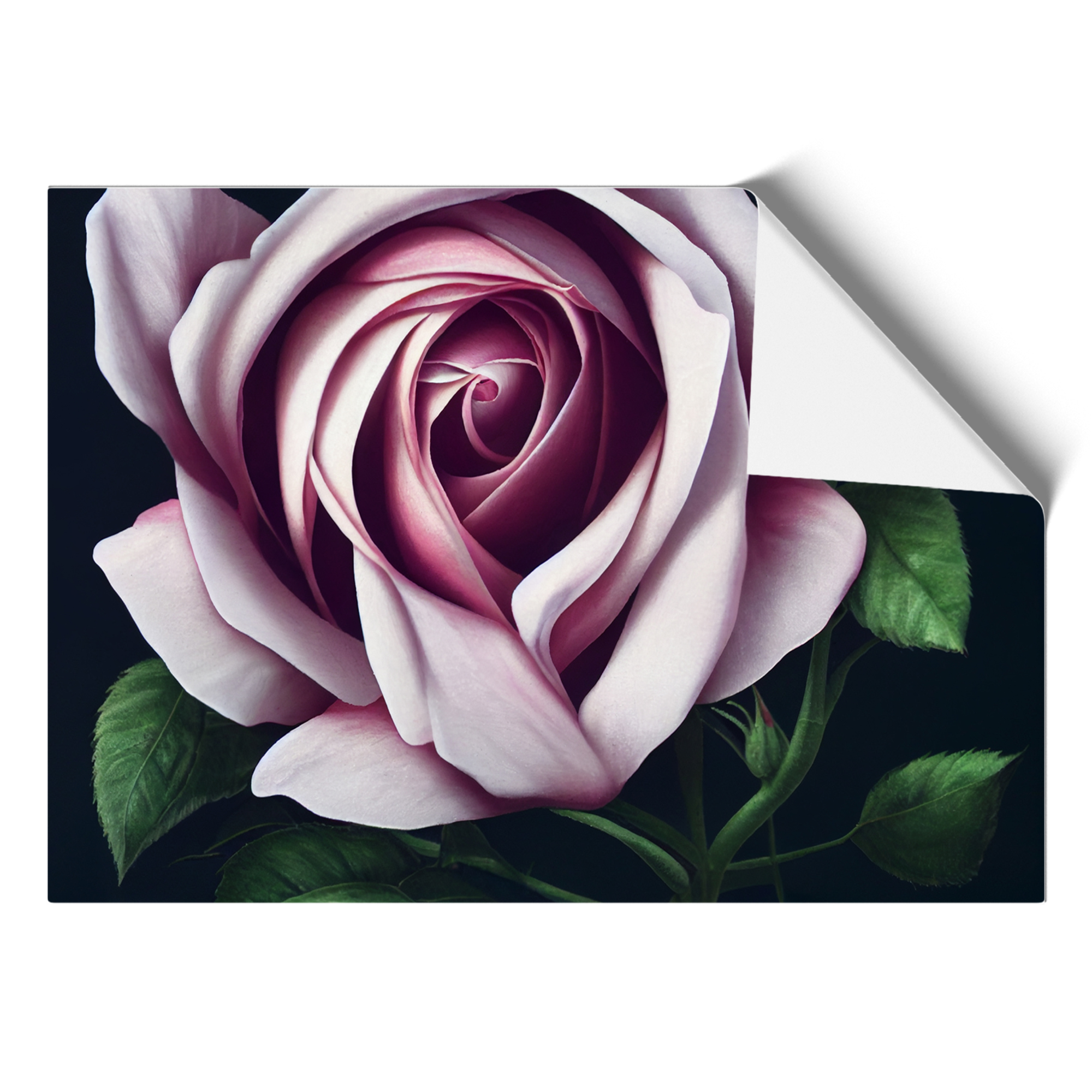 Seductive Rose Flower Wall Art Print Framed Canvas Picture Poster Decor ...