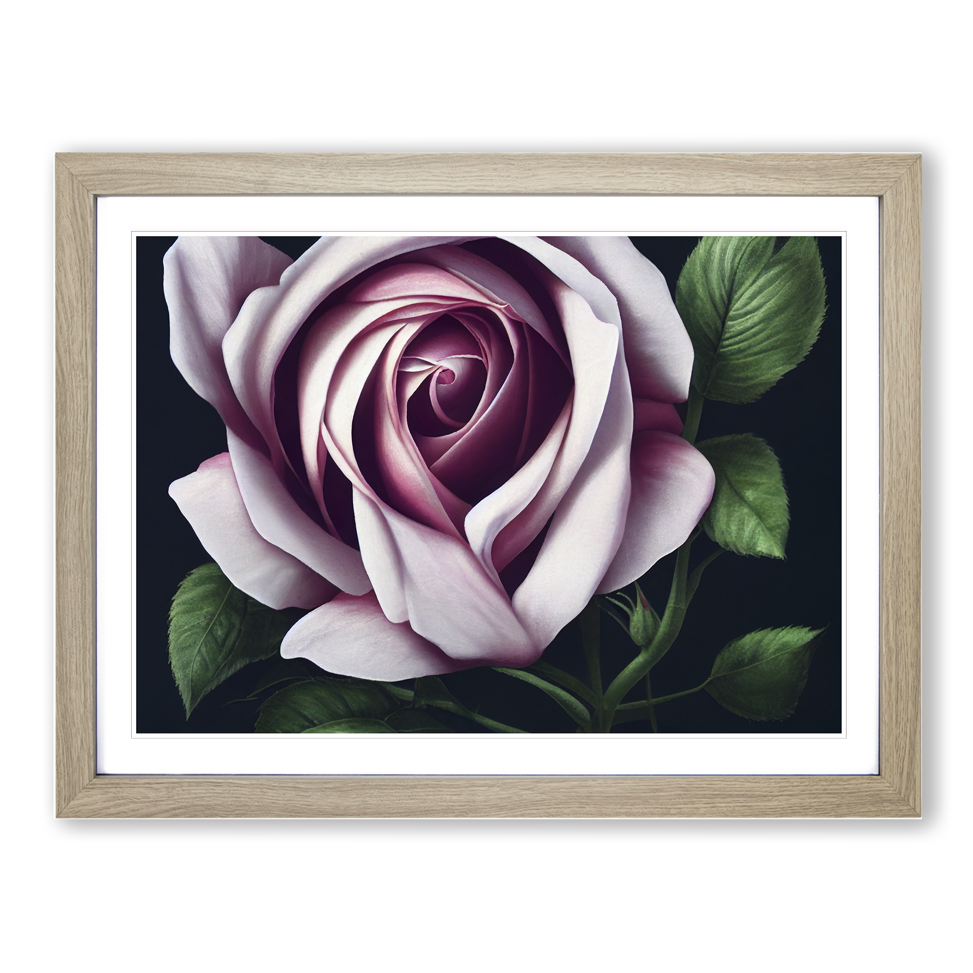 Seductive Rose Flower Wall Art Print Framed Canvas Picture Poster Decor ...