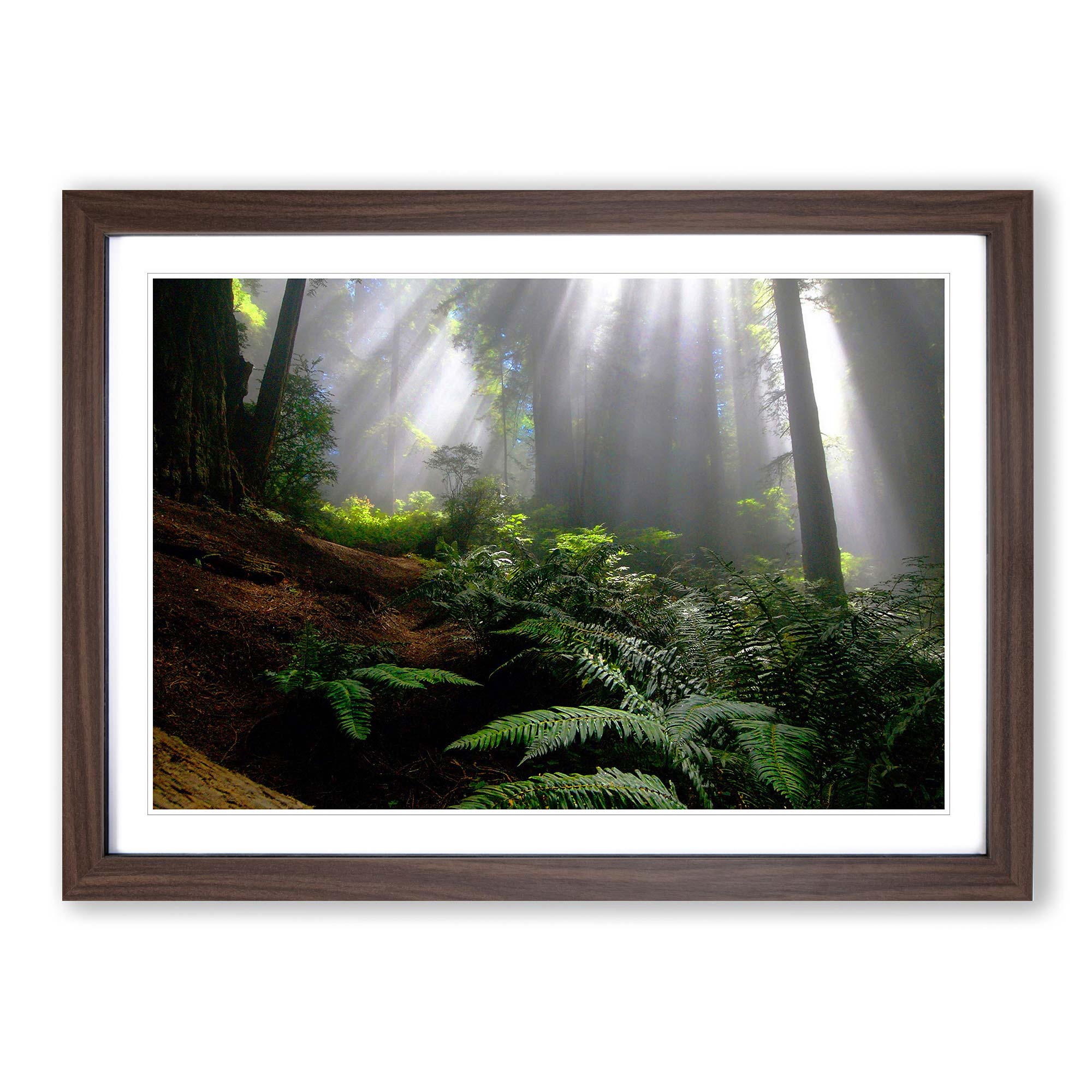 Landscape Forest Moyan Brenn (2) Wall Art Print Framed Canvas Picture ...