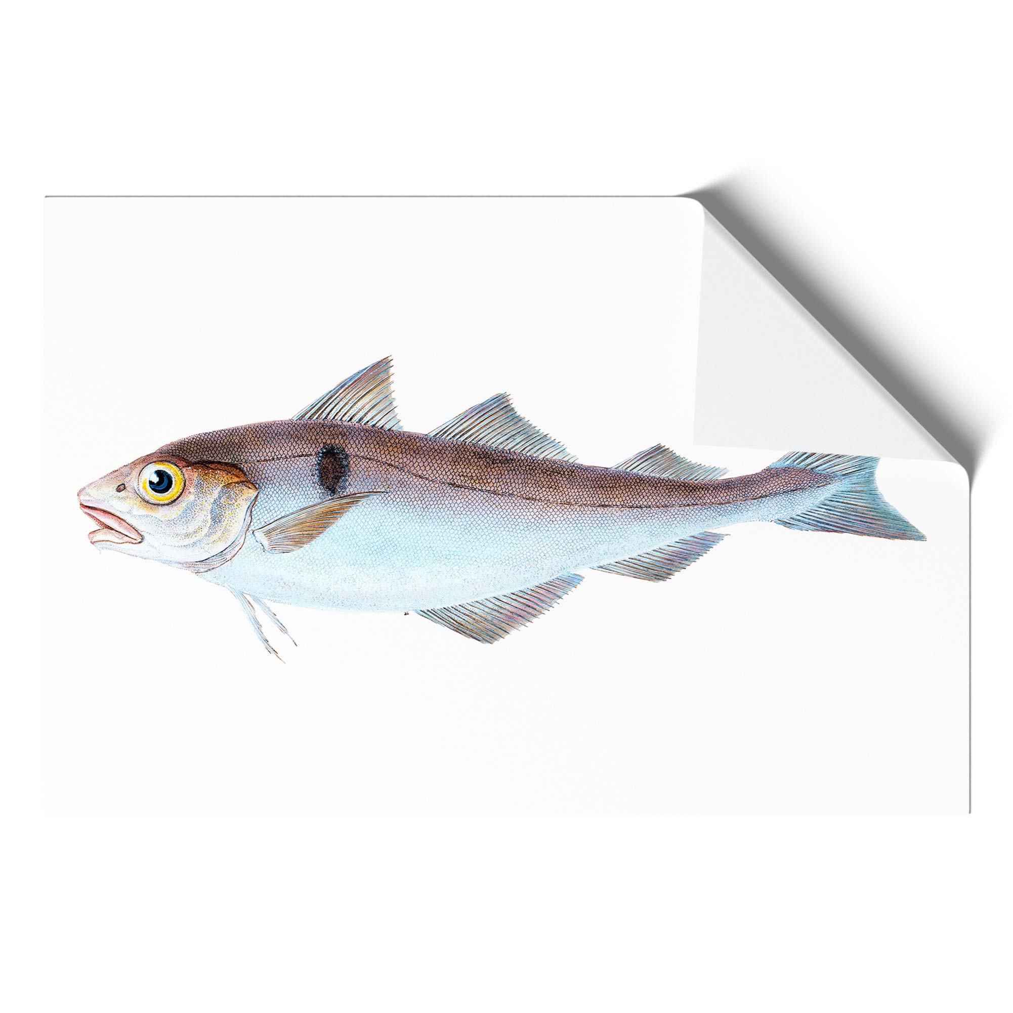 Haddock Fish Animal Vintage Edward Donovan Wall Art Print Framed Canvas ...