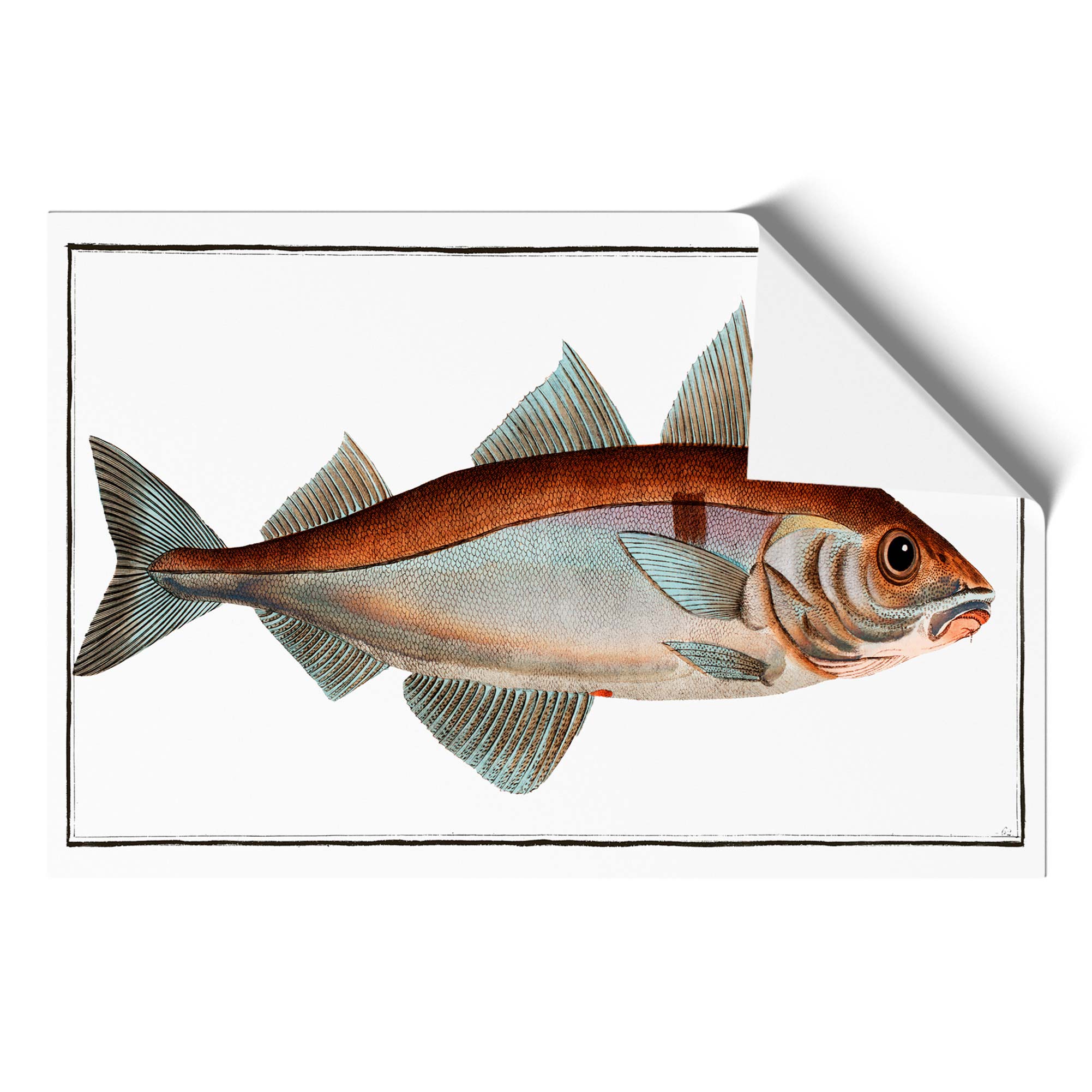 Haddock Fish Animal M.E. Bloch Wall Art Print Framed Canvas Picture ...