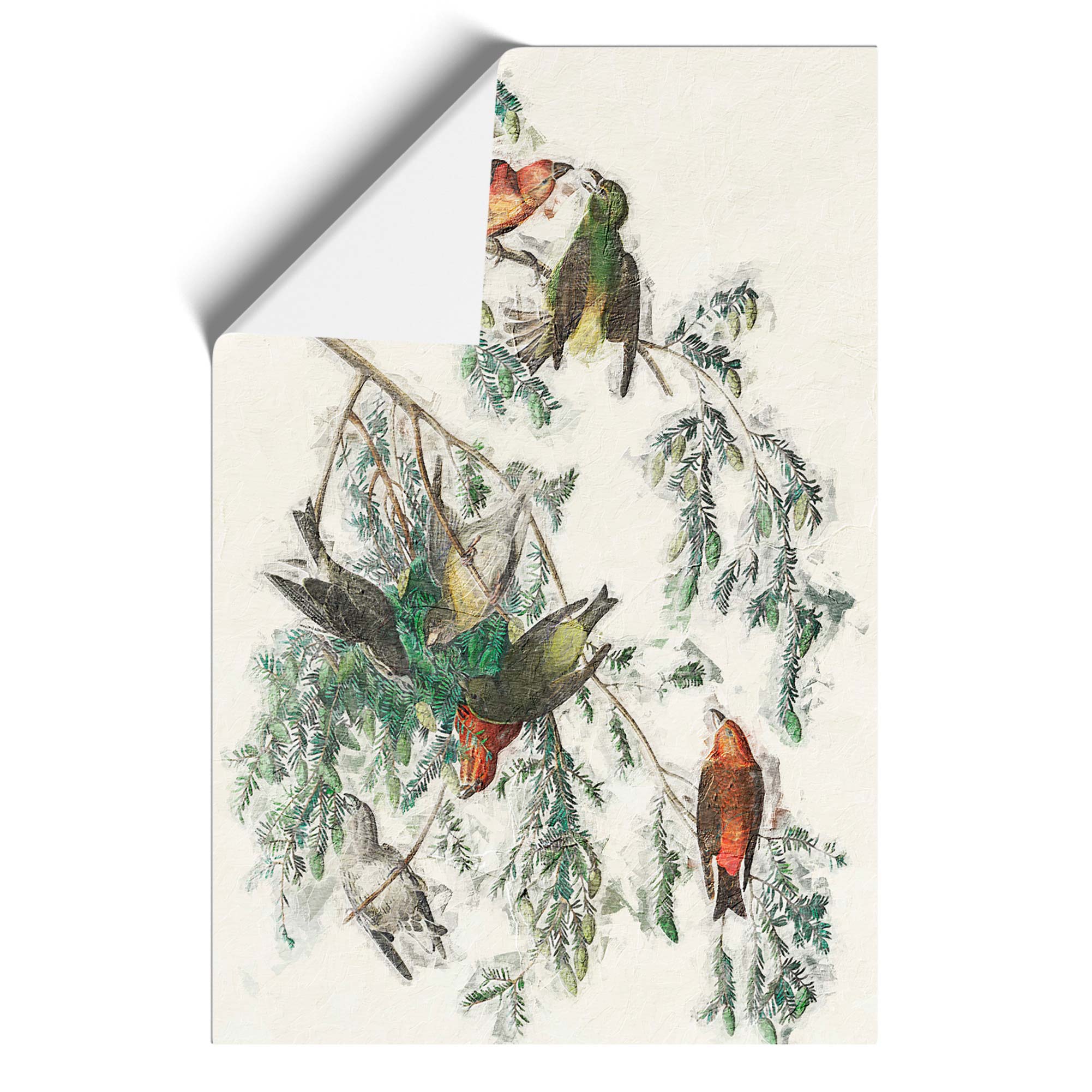 American Crossbill Birds John James Audubon Wall Art Print Framed ...