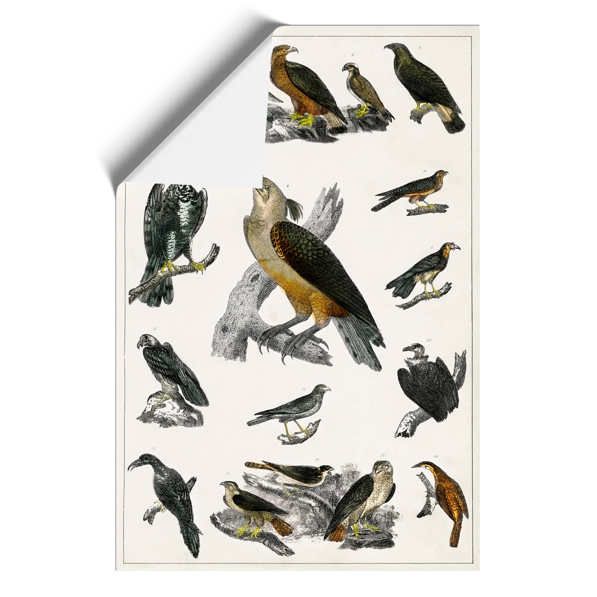Birds Of Prey Xx Animal Vintage Oliver Goldsmith Framed Wall Art Print ...