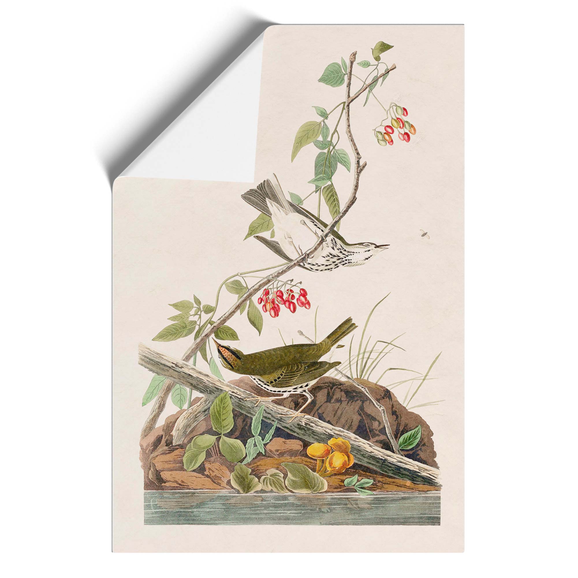 Golden-Crowned Thrush Bird John James Audubon Wall Art Print Framed ...