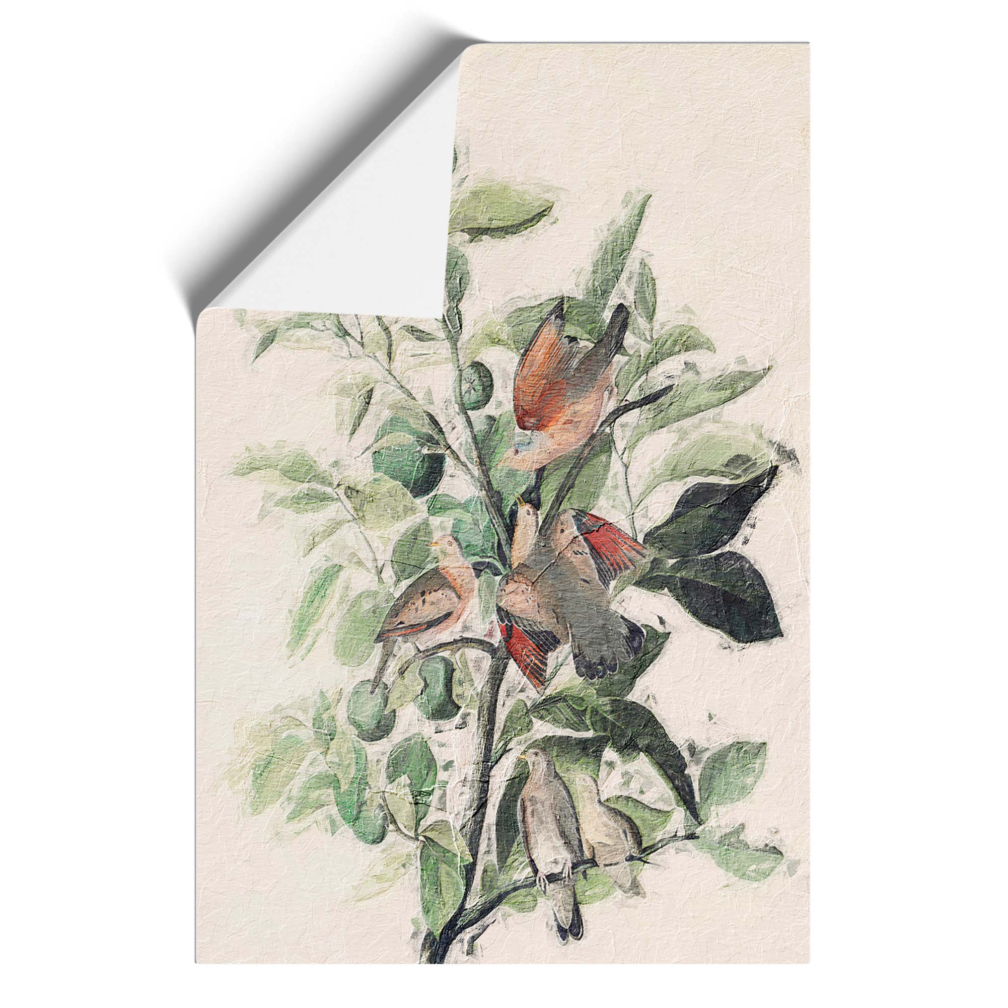 Ground Doves Flowers Bird John James Audubon Framed Wall Art Large ...