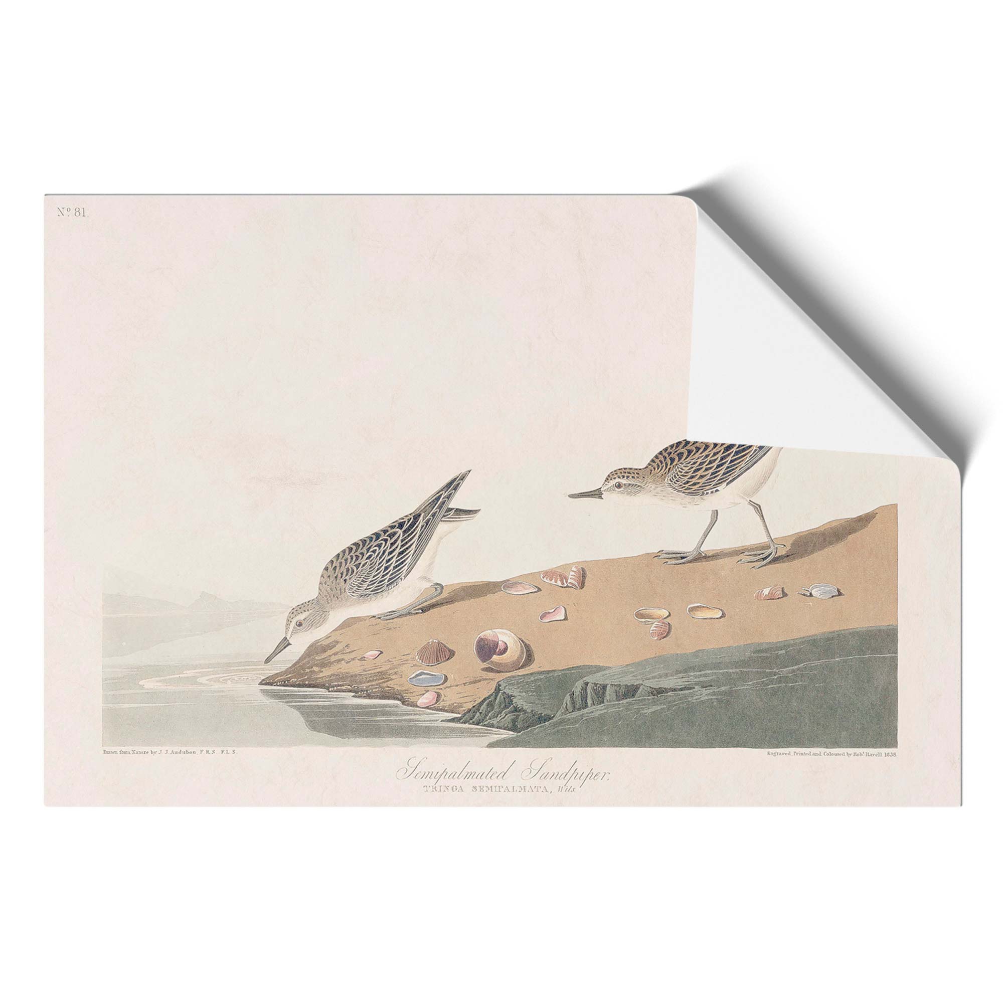 Semipalmated Sandpiper Framed Canvas Wall Art Print Poster Picture ...