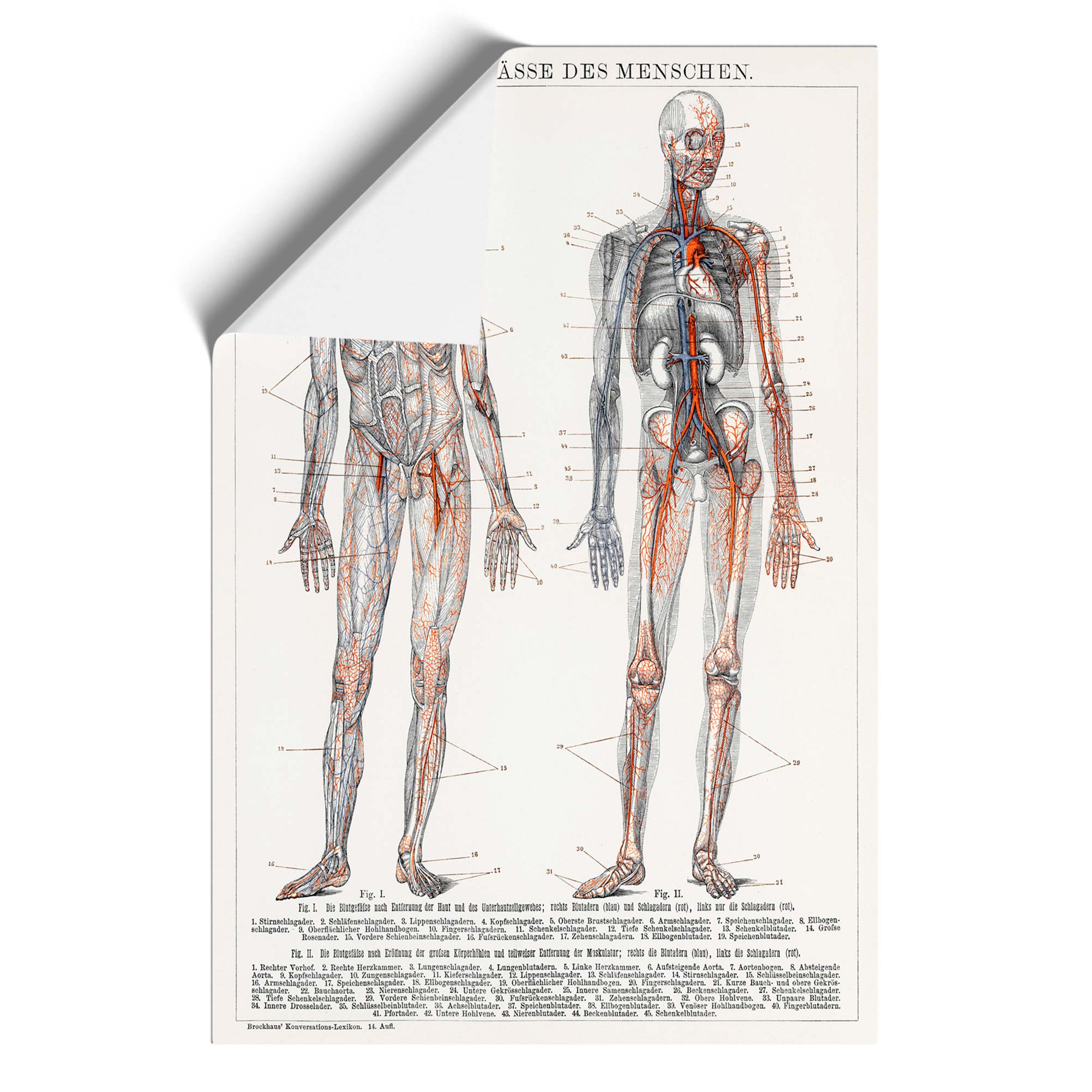 The Human Anatomy In German Vintage Wall Art Print Framed Canvas ...