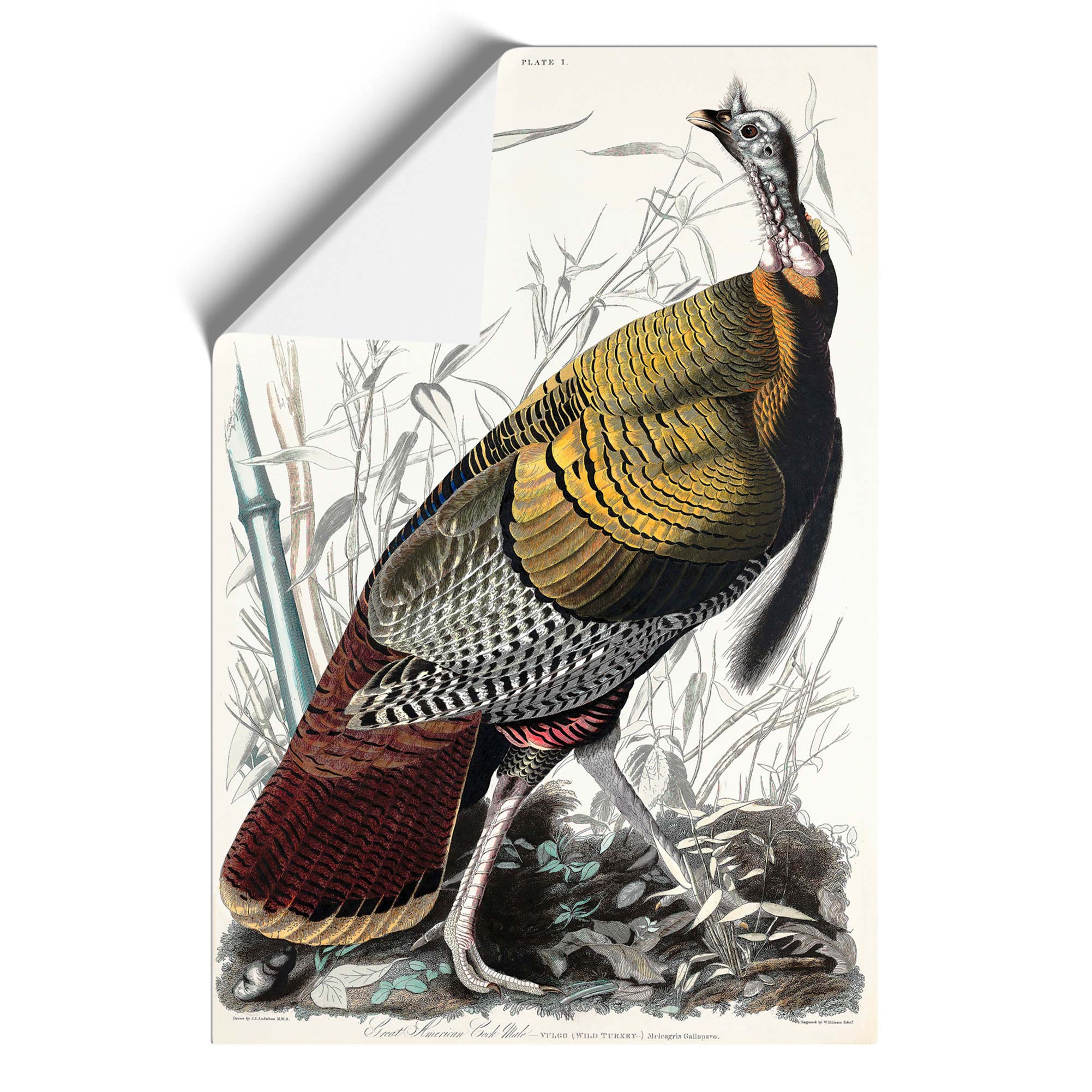 Wild Turkey Flowers Bird John James Audubon Wall Art Print Framed ...