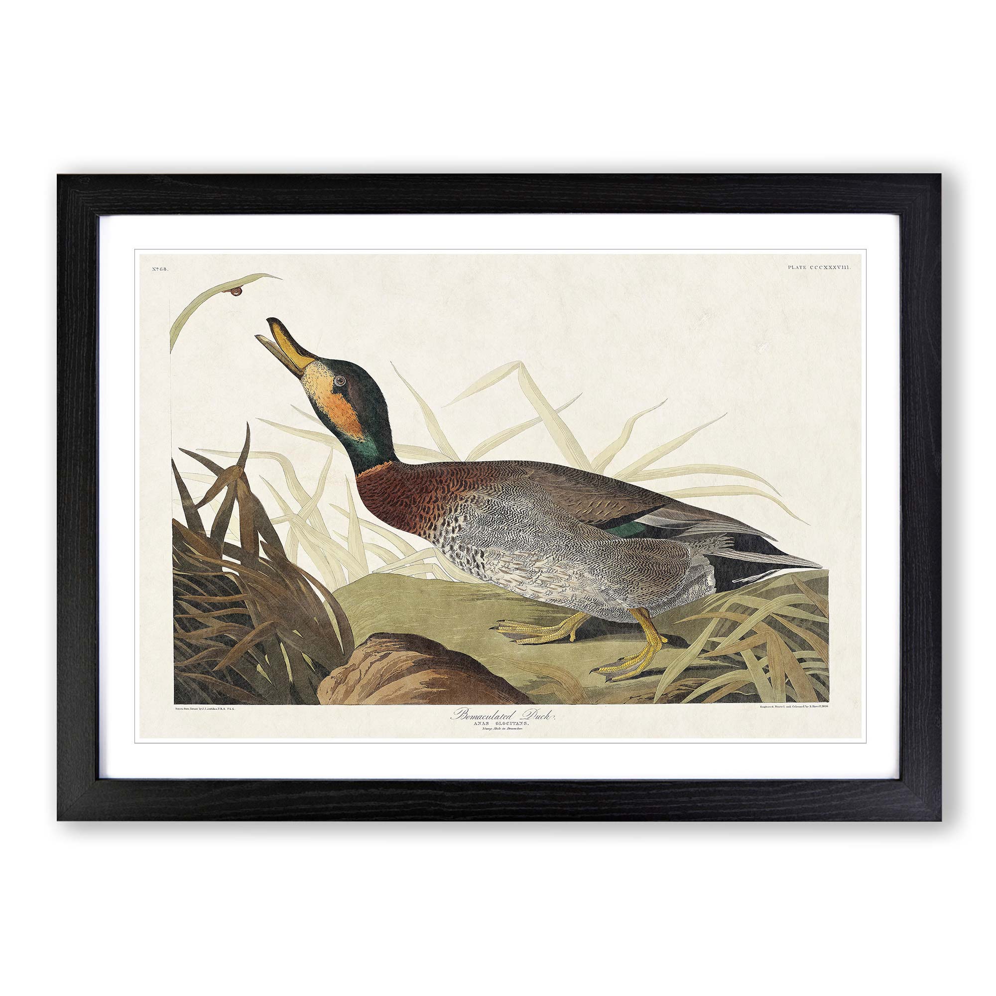 Bemaculated Duck Flowers Bird John James Audubon Wall Art Print Framed ...