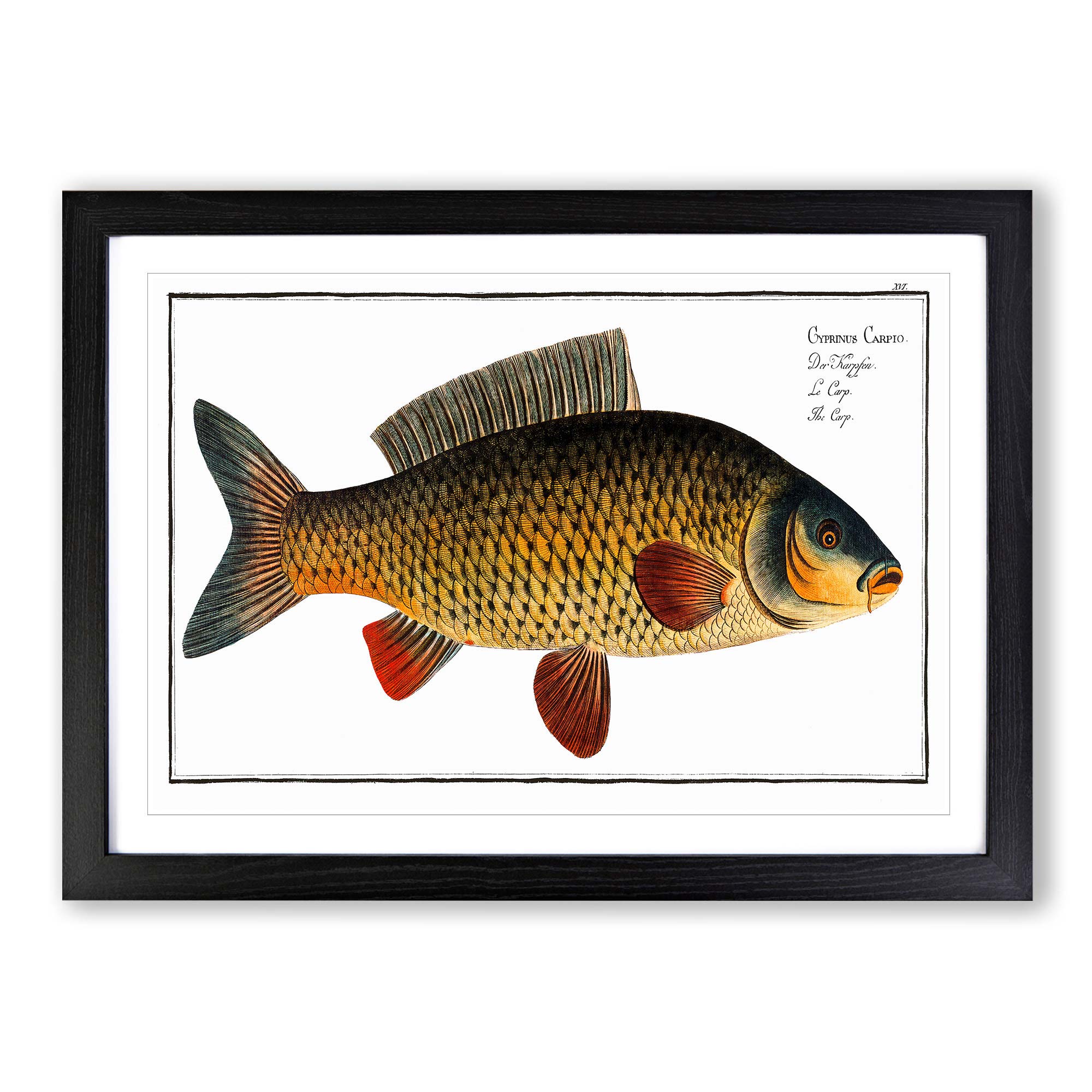 Carp Fish Framed Canvas Wall Art Print Poster Picture, Home Decor ...