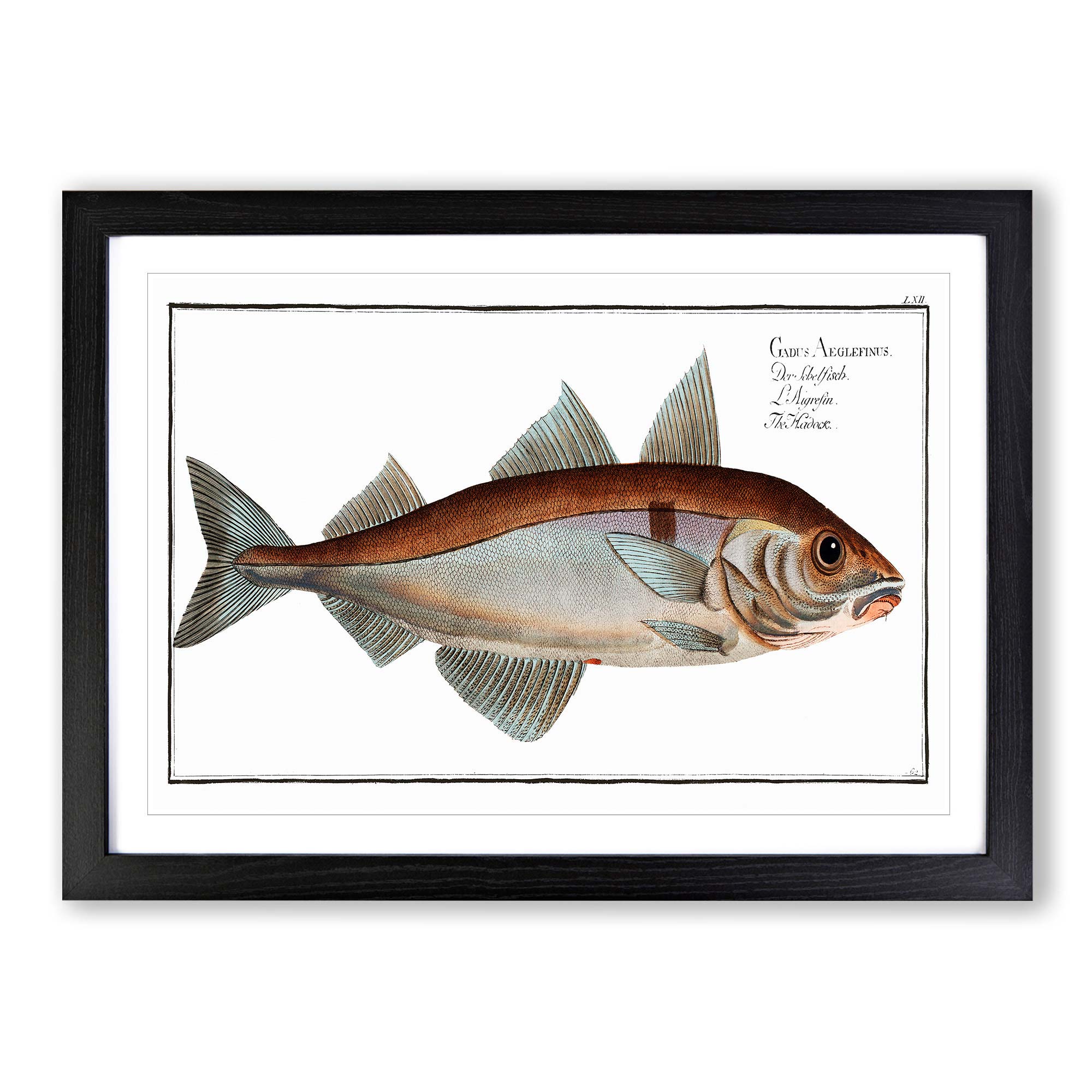 Haddock Fish Animal M.E. Bloch Wall Art Print Framed Canvas Picture ...