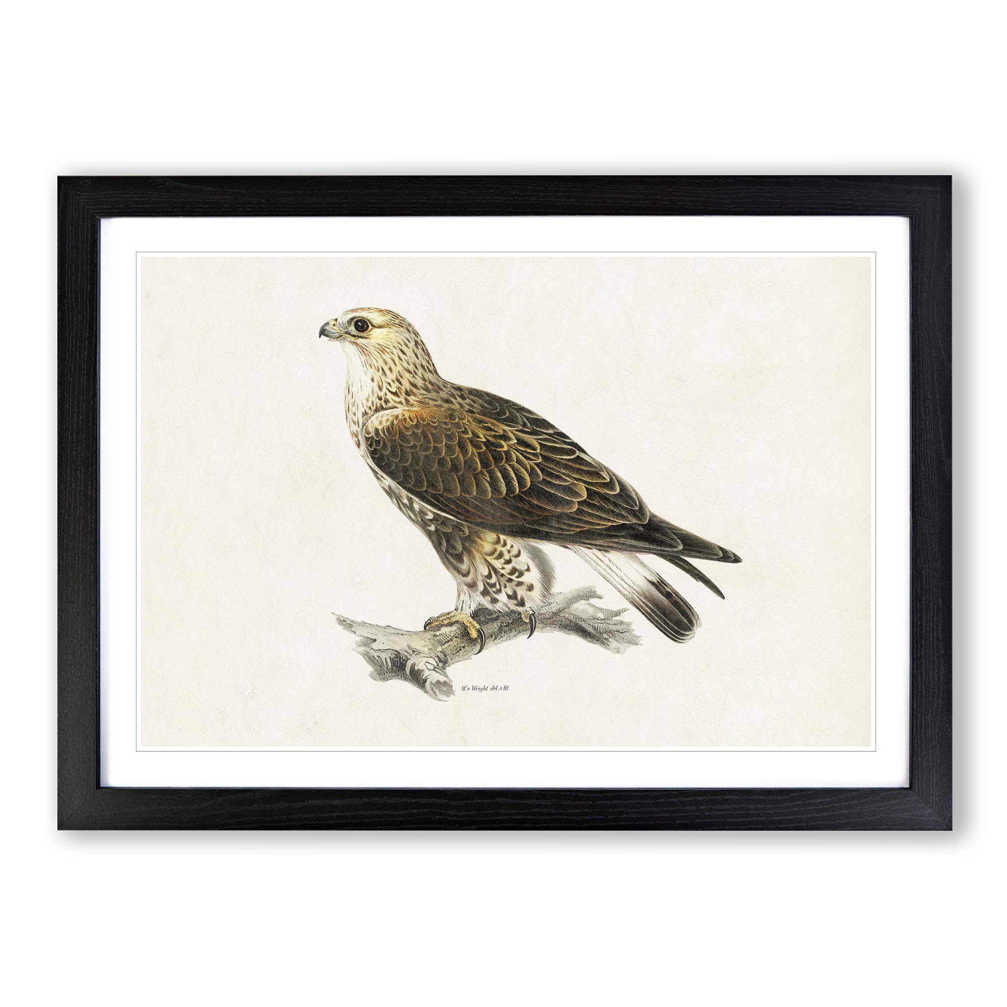 Rough-legged Hawk Framed Canvas Wall Art Print Poster Picture, Home ...