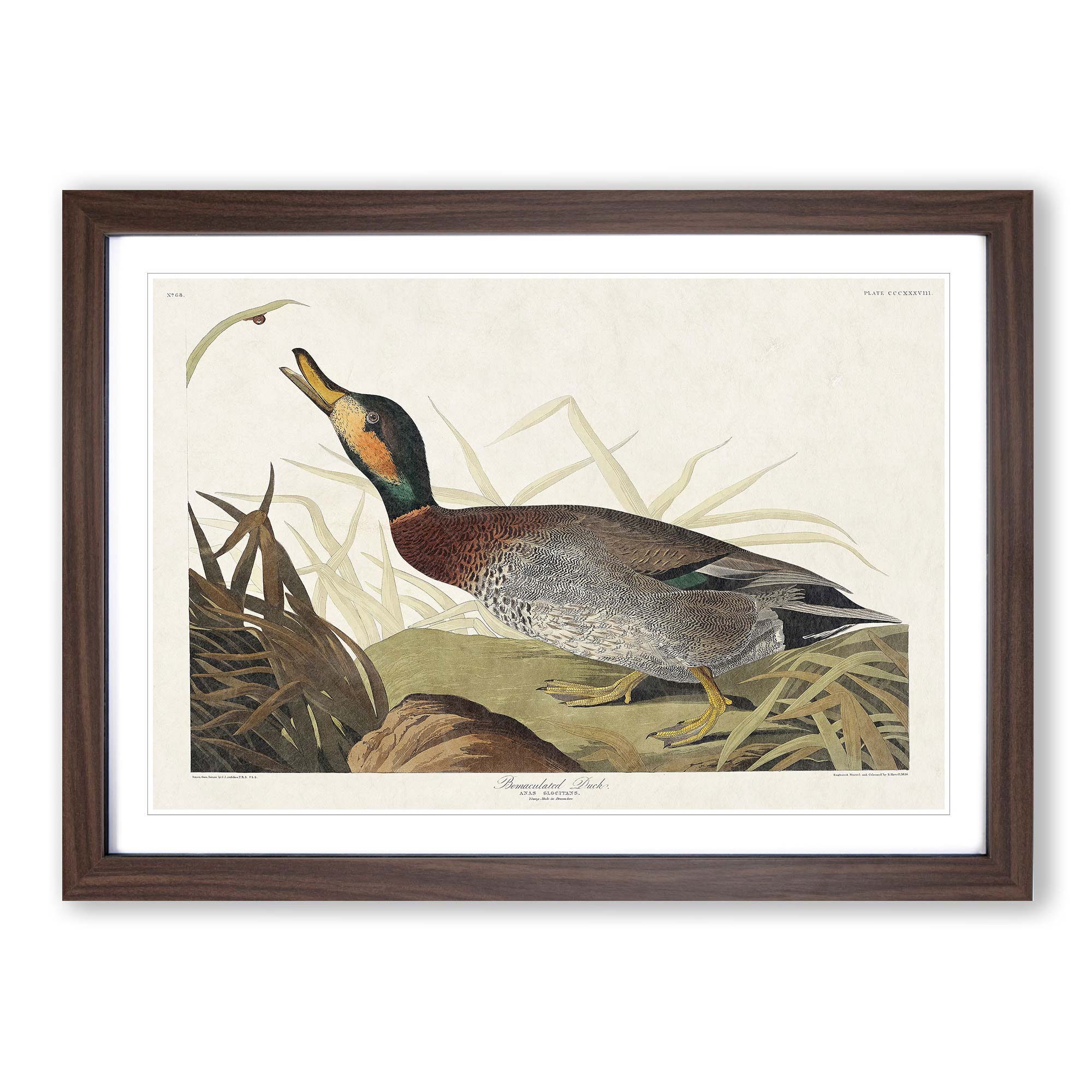 Bemaculated Duck Flowers Bird John James Audubon Wall Art Print Framed ...