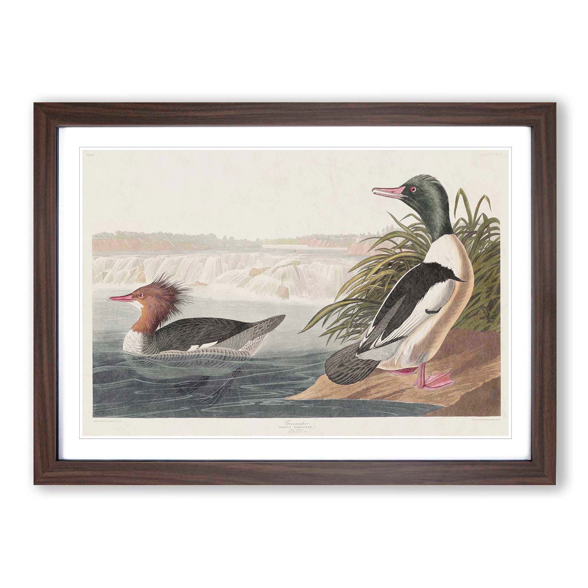 Goosander Ducks Flowers Bird John James Audubon Wall Art Print Framed ...