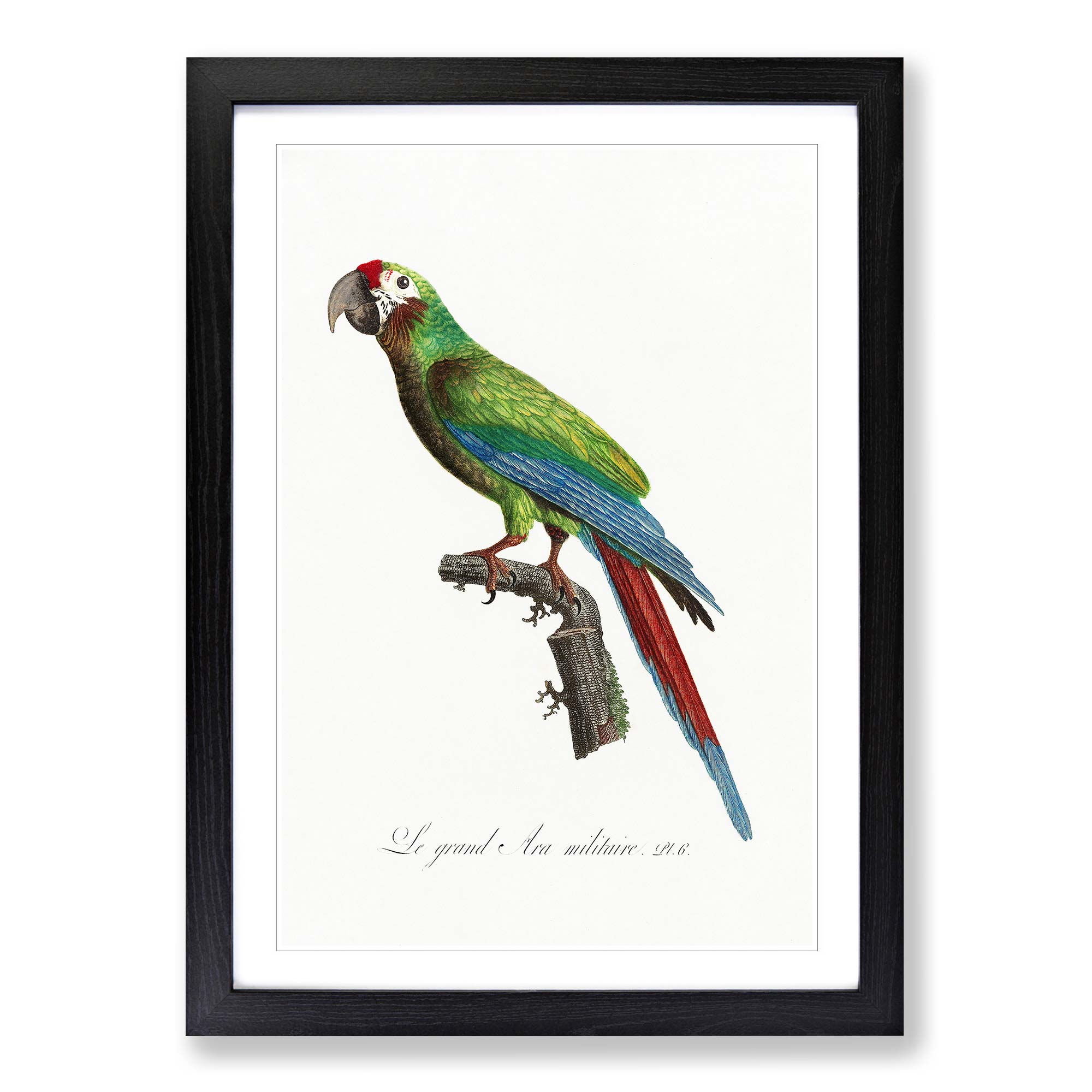 Great Military Macaw Parrot Framed Canvas Wall Art Print Poster Picture ...