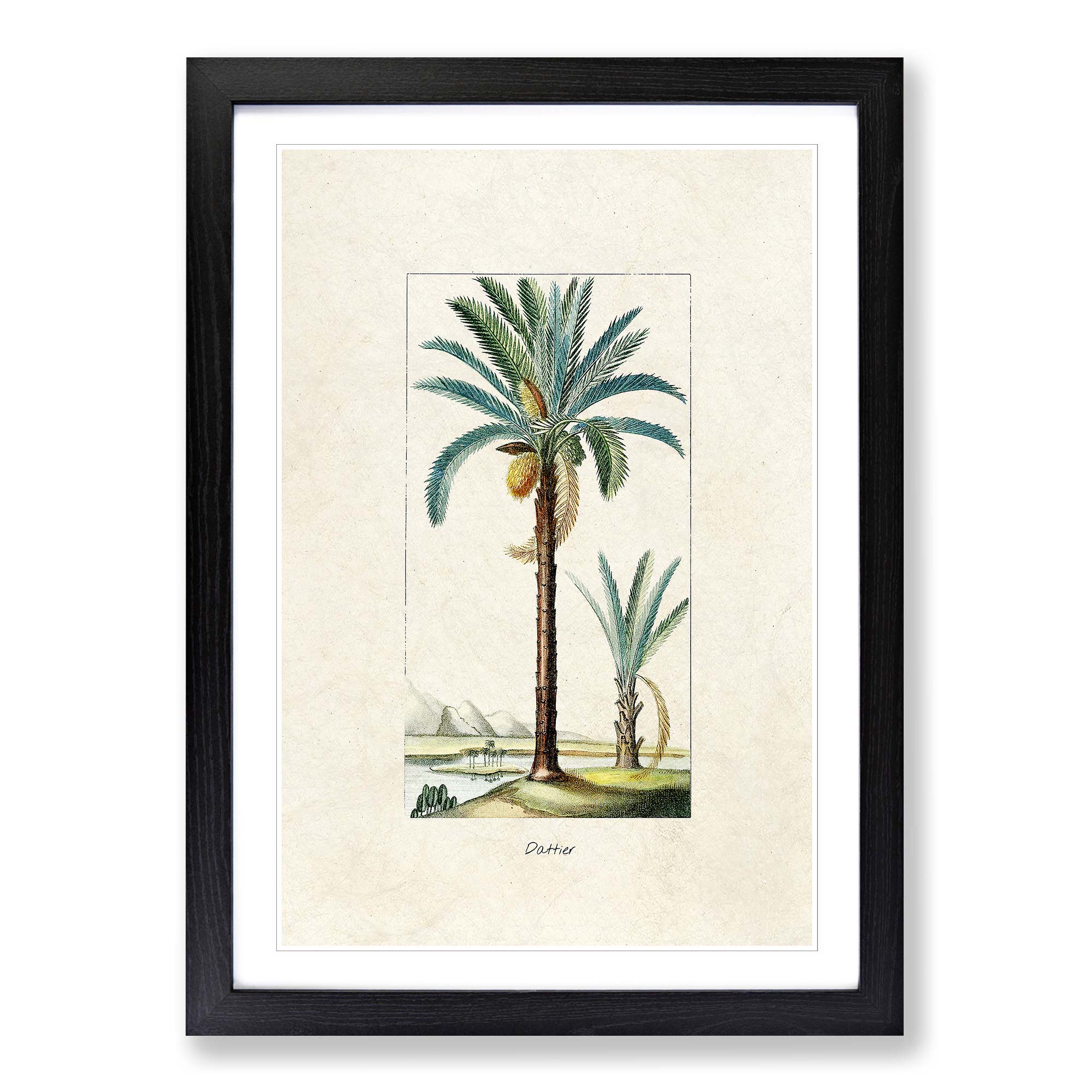 Illustration Of A Date Palm Tree Flowers Vintage Framed Wall Art Print ...