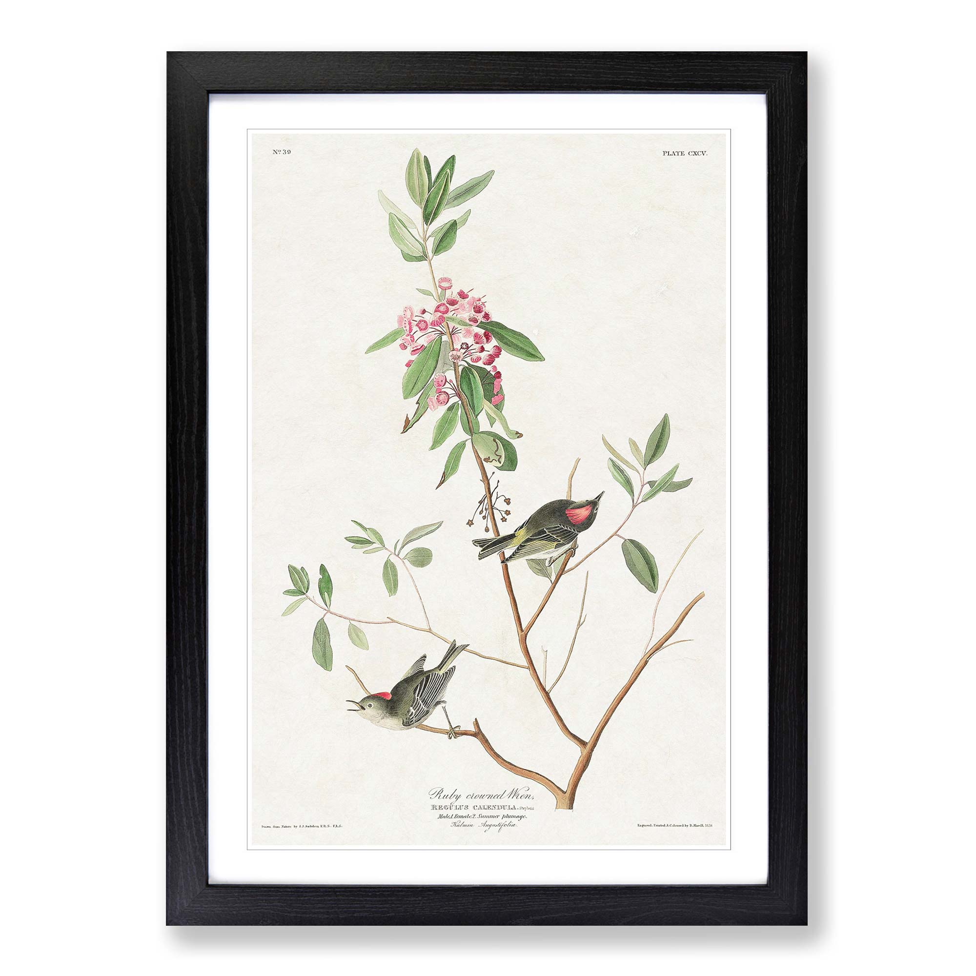 Ruby-crowned Wren Framed Canvas Wall Art Print Poster Picture, Home ...