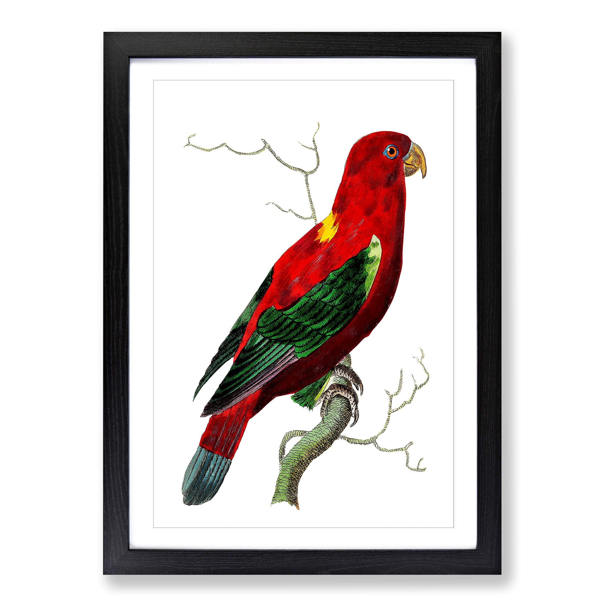Scarlet Lory Animal Vintage Bird George Shaw Wall Art Print Framed ...