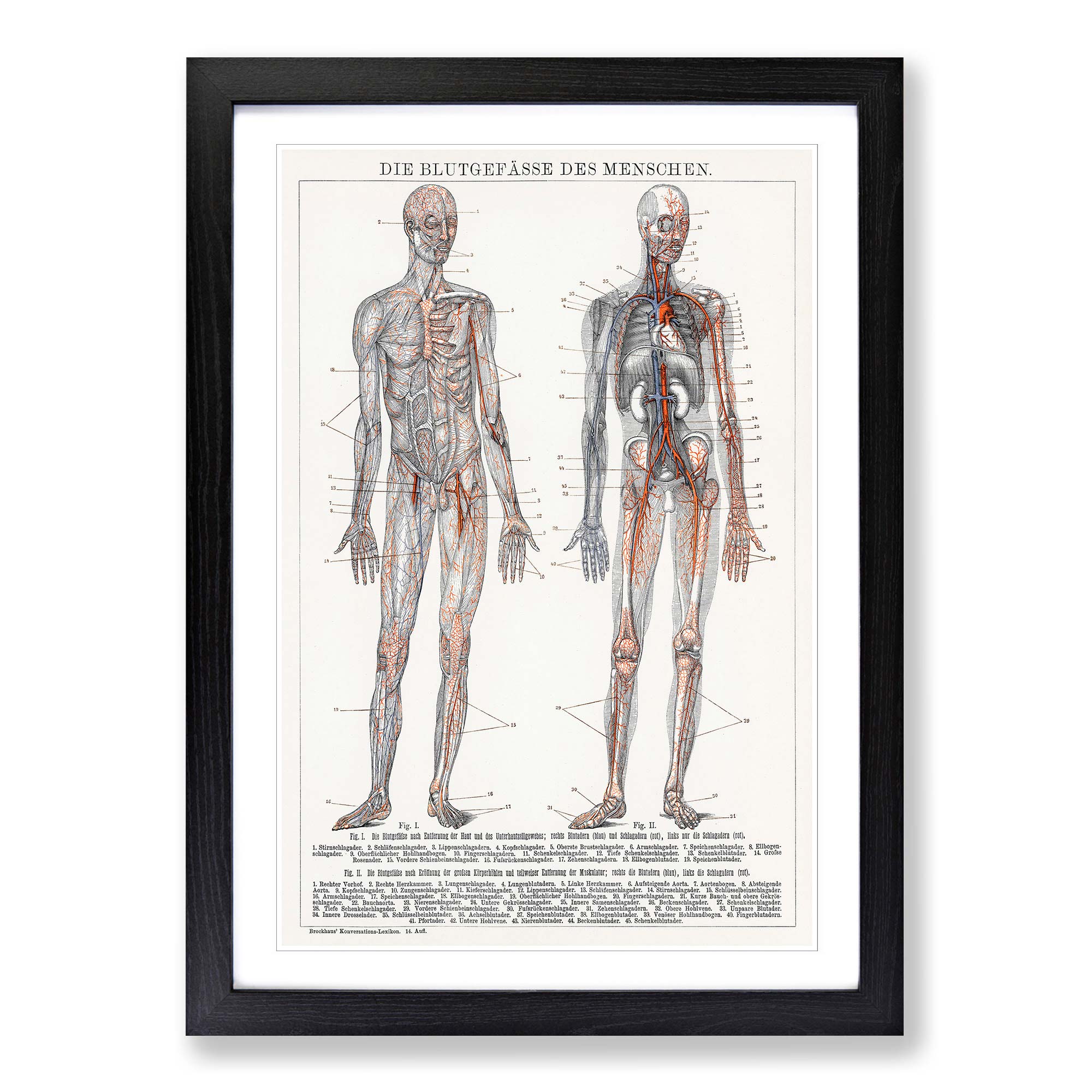 The Human Anatomy In German Vintage Wall Art Print Framed Canvas ...