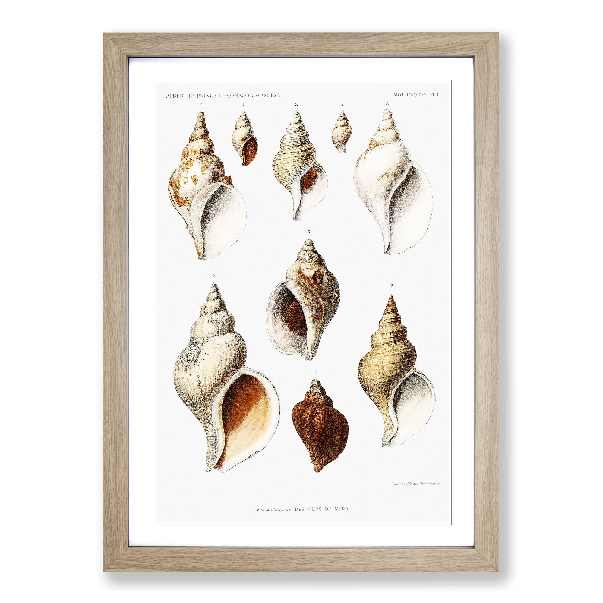 Conch Shells Framed Canvas Wall Art Print Poster Picture, Home Decor ...
