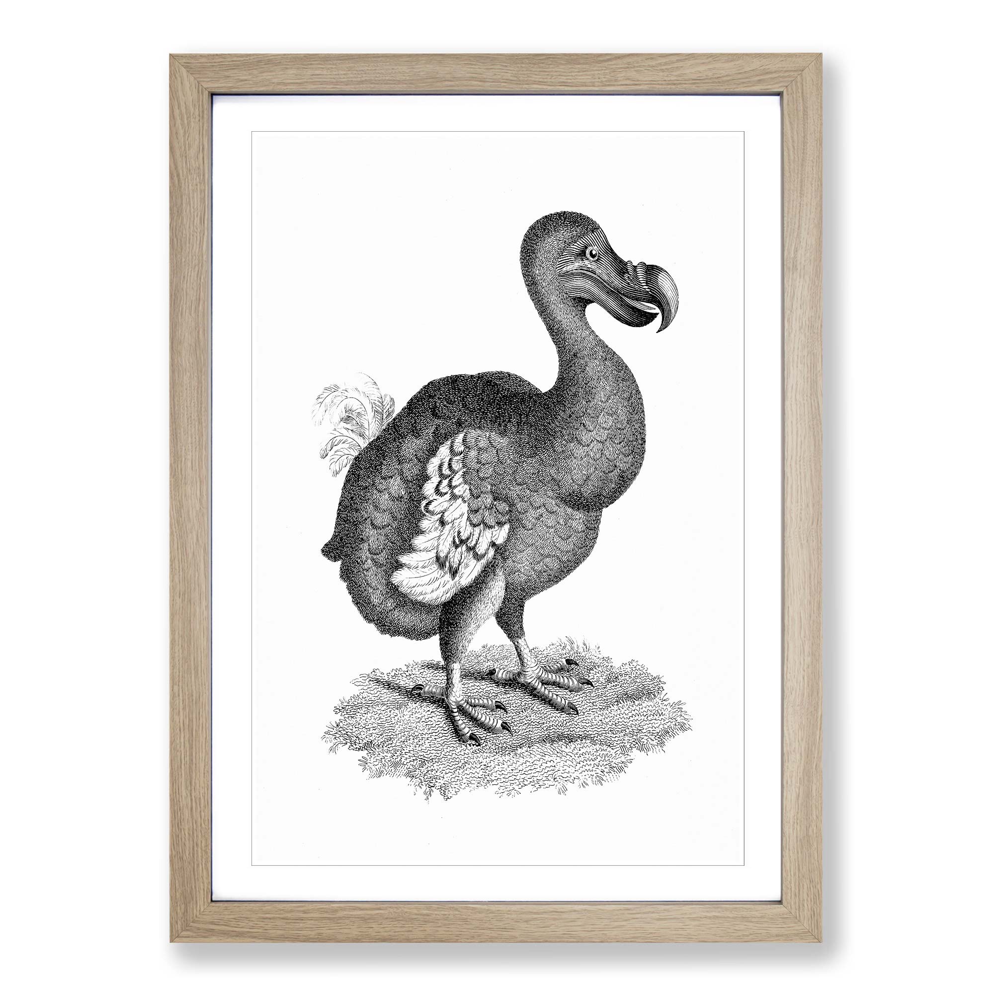 Dodo in Black & White Framed Canvas Wall Art Print Poster Picture, Home ...