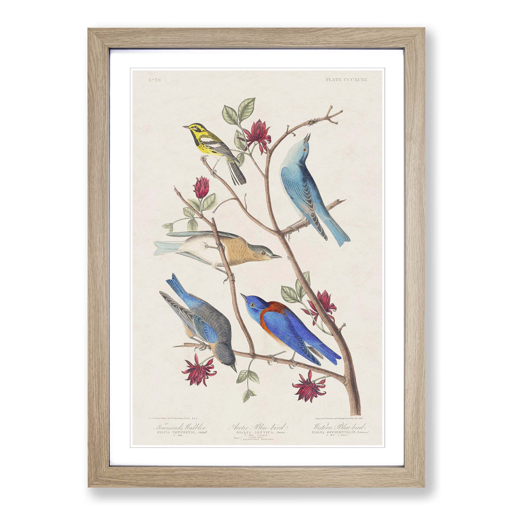 Warbler Bird & Blue-Birds John James Audubon Framed Wall Art Print ...