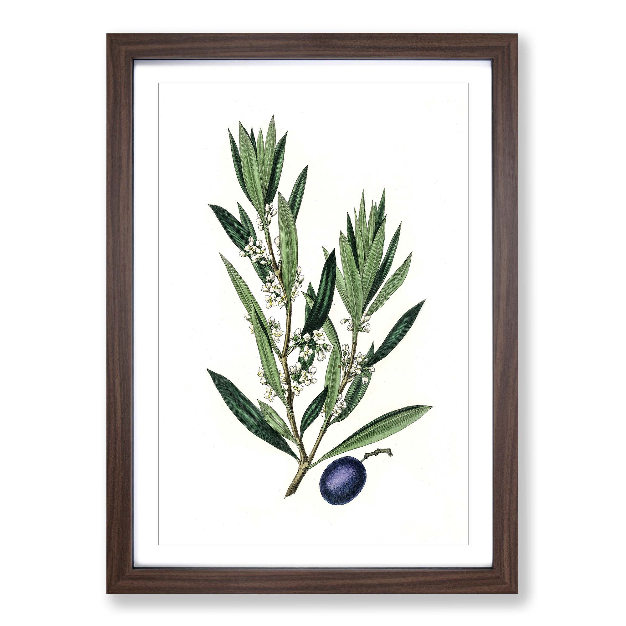 Olive Tree Flowers Illustration Framed Canvas Wall Art Print Poster ...