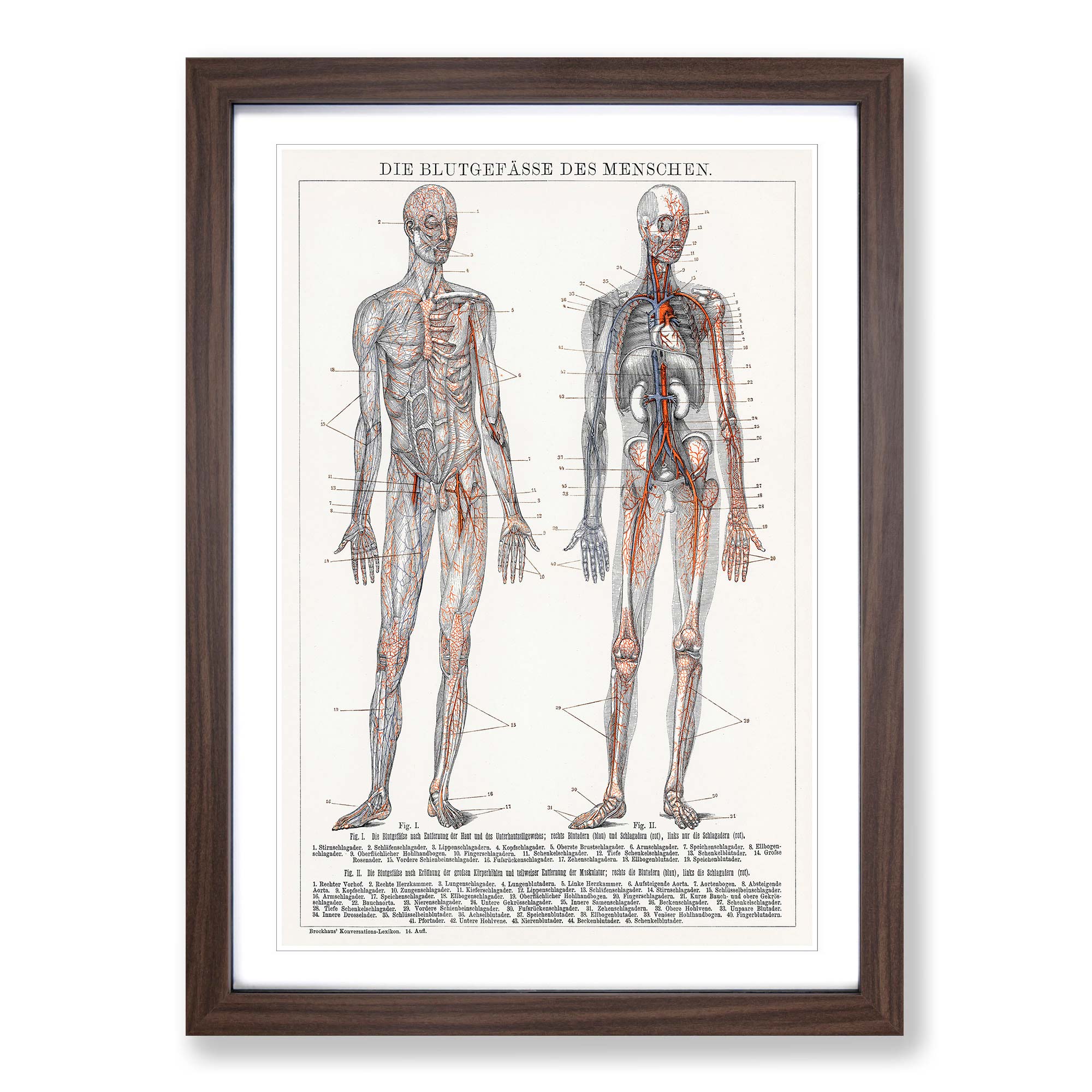 The Human Anatomy In German Vintage Wall Art Print Framed Canvas ...